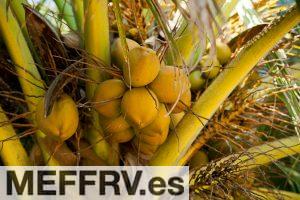 ¿Para qué sirve el ácido láurico? - MEFFRV.es
